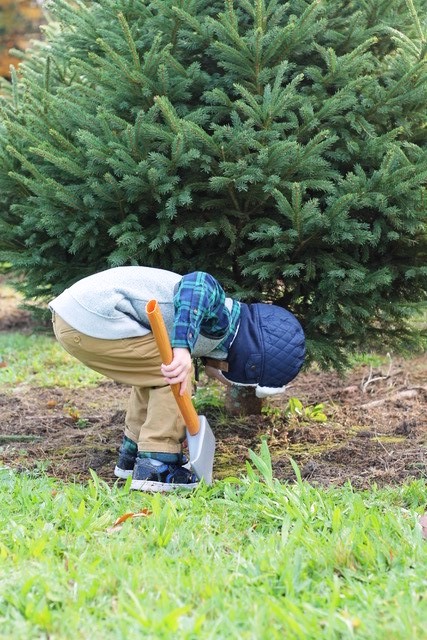 Tree-Berry Farm